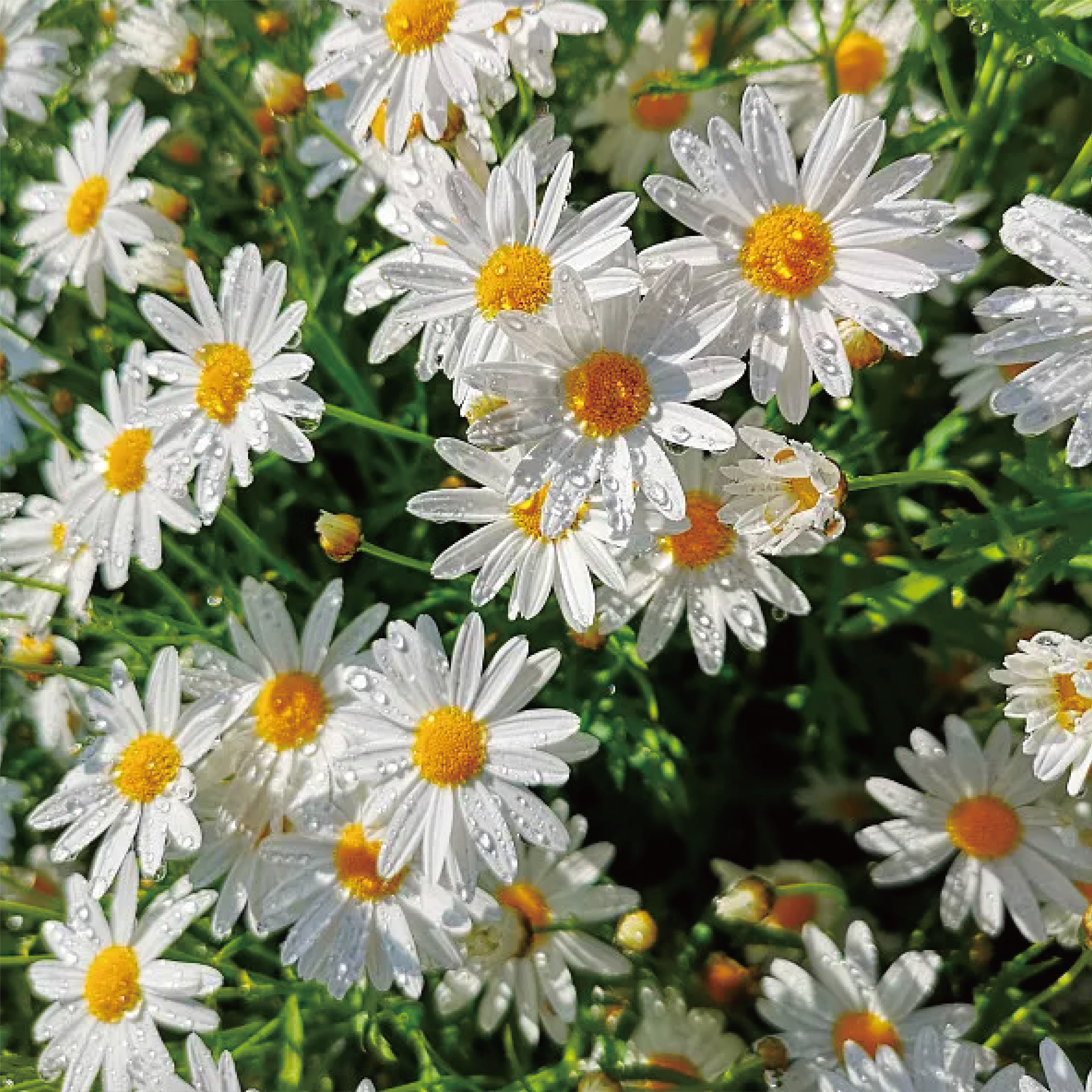 SunoriTM C-BCF / Helianthus Annuus (Sunflower) Suauʻu Fua ...