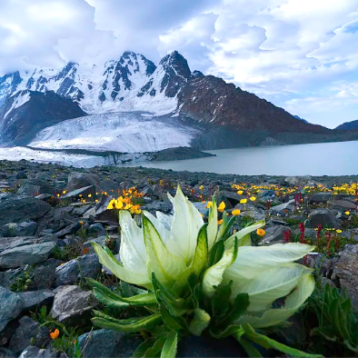 BotaniCellar™ Tianshan Snow Lotus (P) / Saussurea Involucrata Callus ...